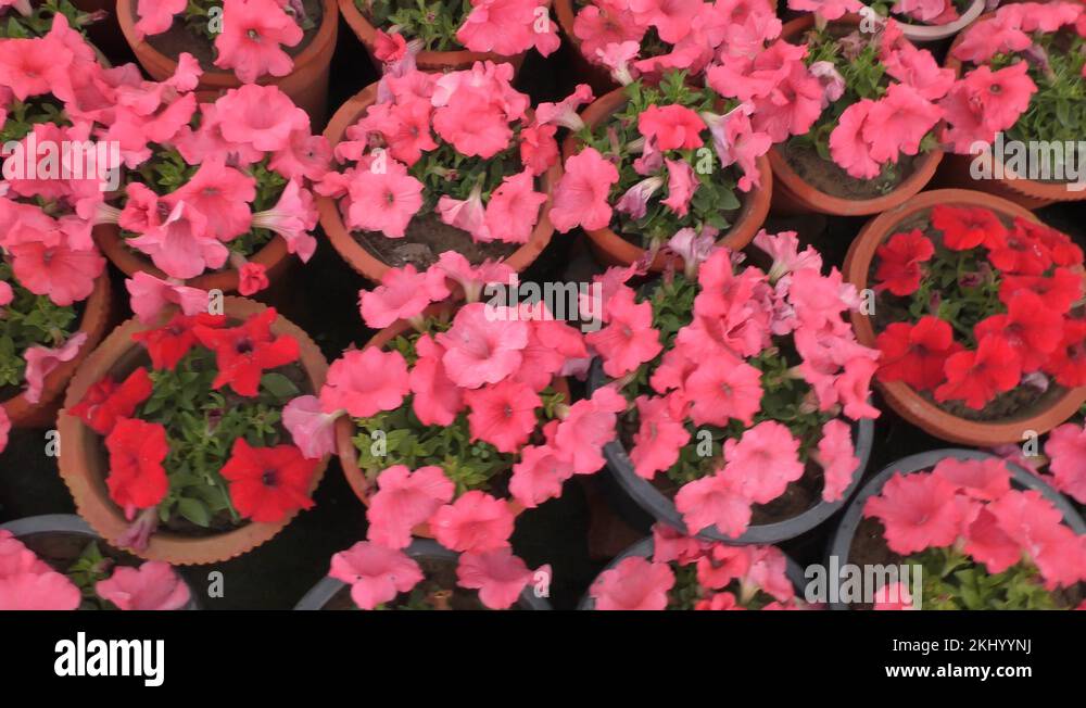 Circular plants Stock Videos & Footage - HD and 4K Video Clips - Alamy