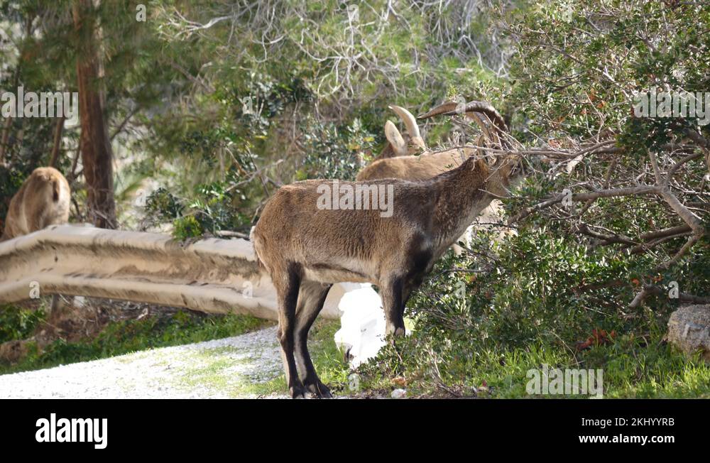 Spanish wild goats Stock Videos & Footage - HD and 4K Video Clips - Alamy