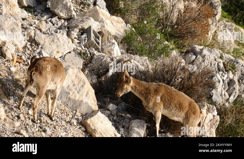 Spanish fauna Stock Videos & Footage - HD and 4K Video Clips - Alamy