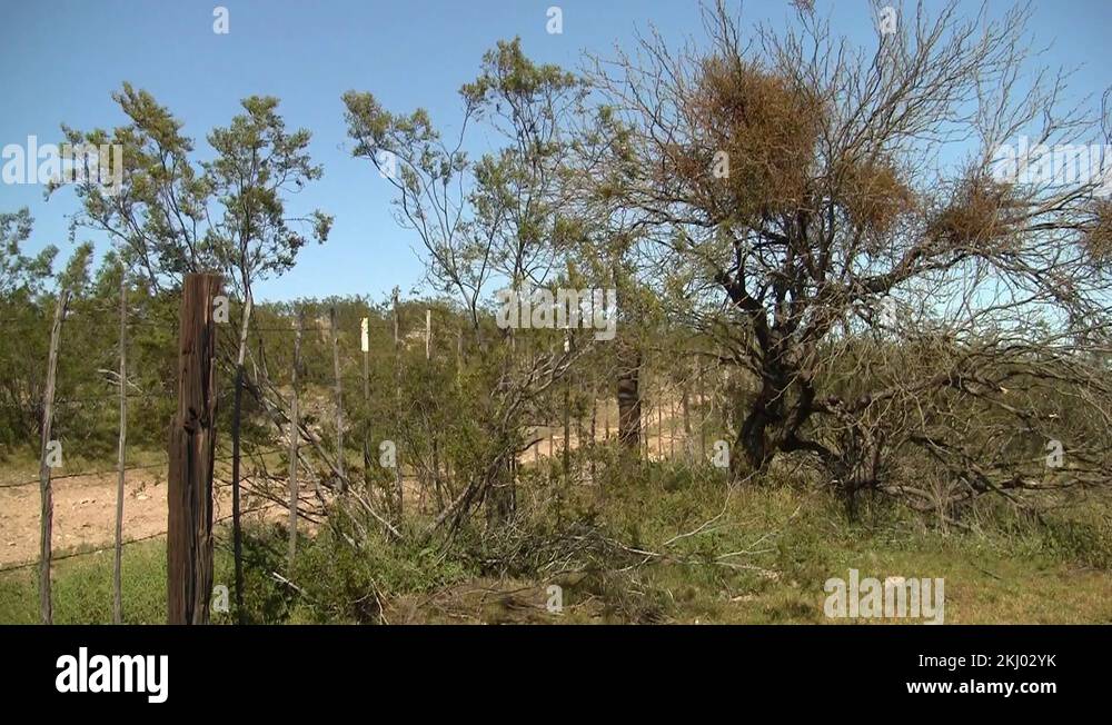 Creosotebushes Stock Videos & Footage - HD and 4K Video Clips - Alamy