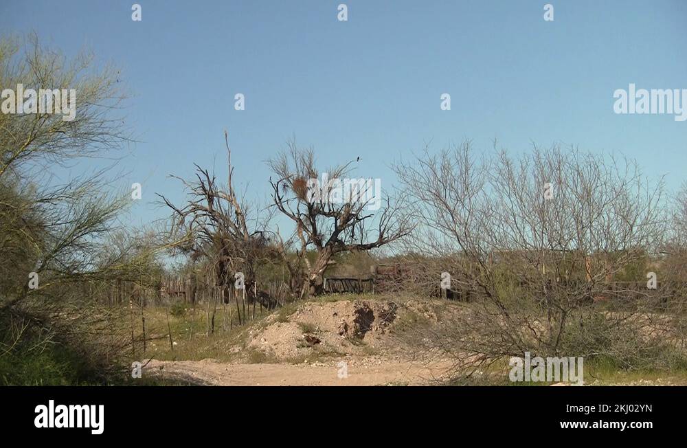 Mesquite tree Stock Videos & Footage - HD and 4K Video Clips - Alamy