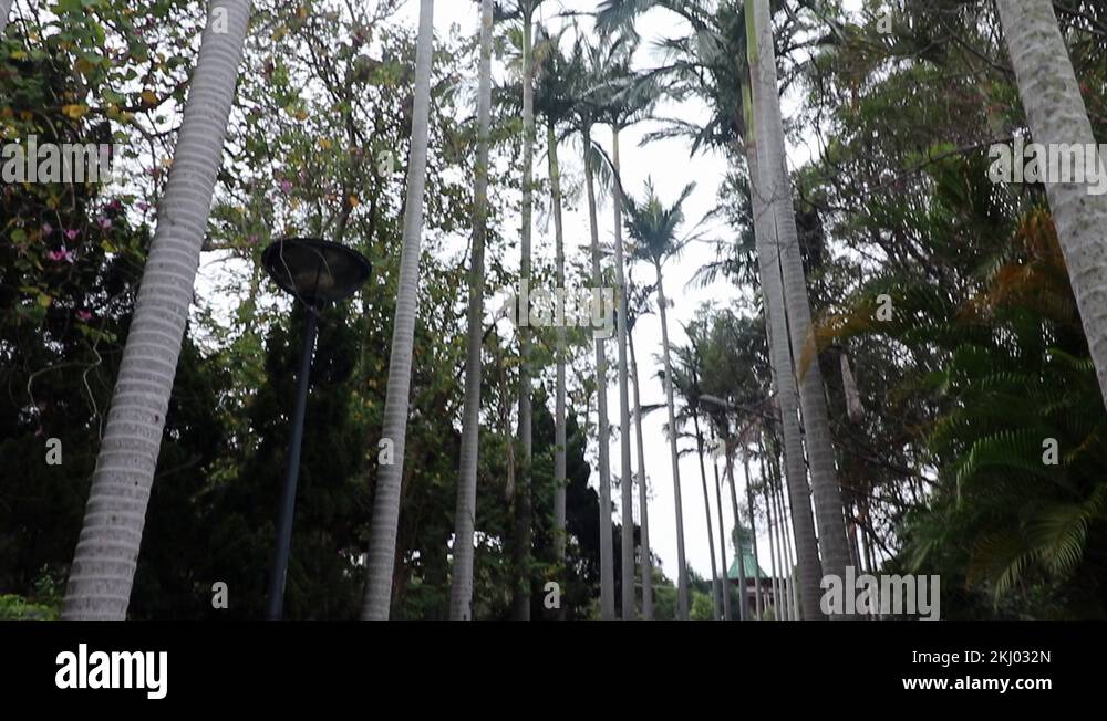 Temple palm Stock Videos & Footage - HD and 4K Video Clips - Alamy