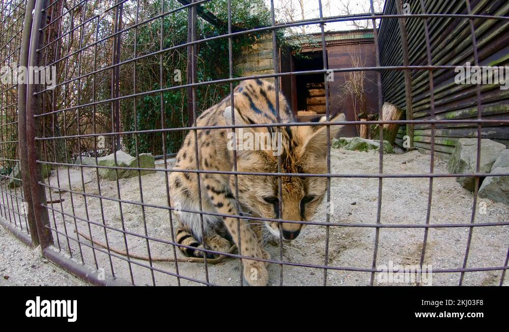 Captive serval cat Stock Videos & Footage - HD and 4K Video Clips - Alamy