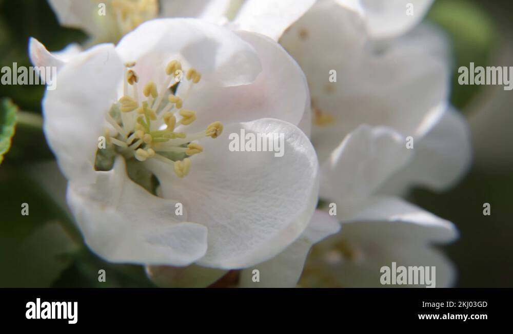 Devon apple tree Stock Videos & Footage - HD and 4K Video Clips - Alamy