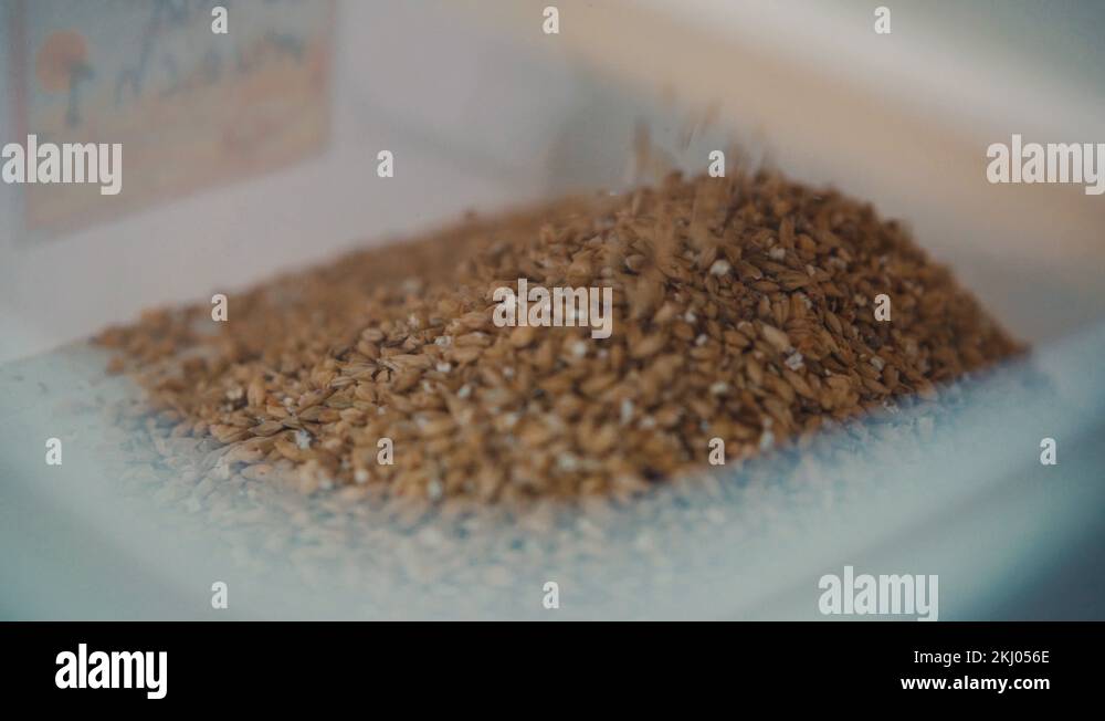 Fall barley Stock Videos & Footage - HD and 4K Video Clips - Alamy