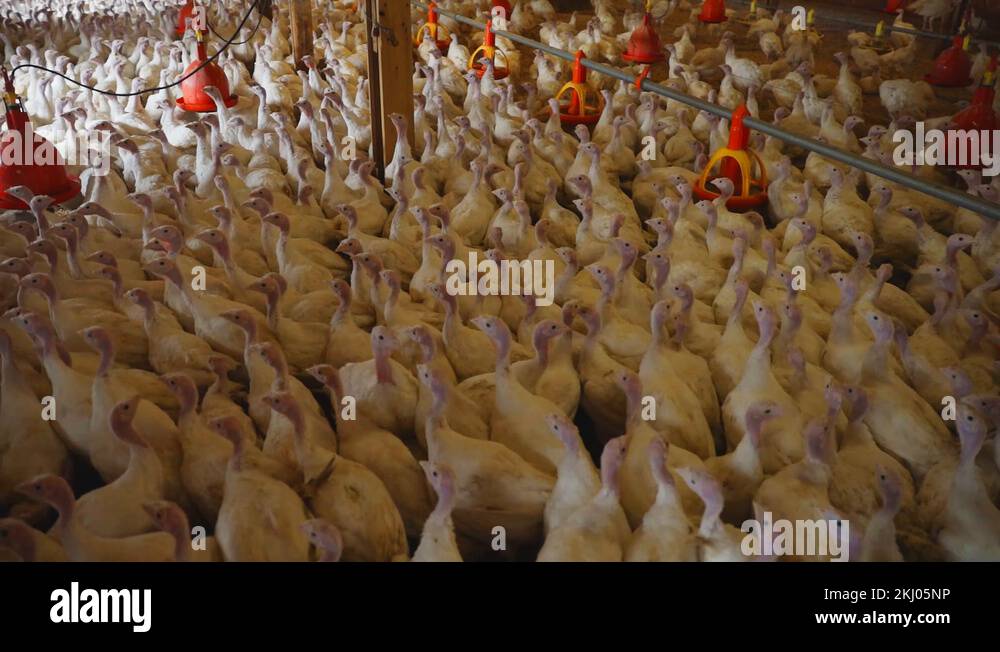 Walking through many turkeys inside barn on indoor poultry farm. Many ...
