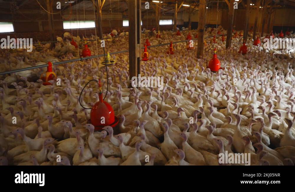 Panning across many pale young turkeys inside barn on indoor poultry ...