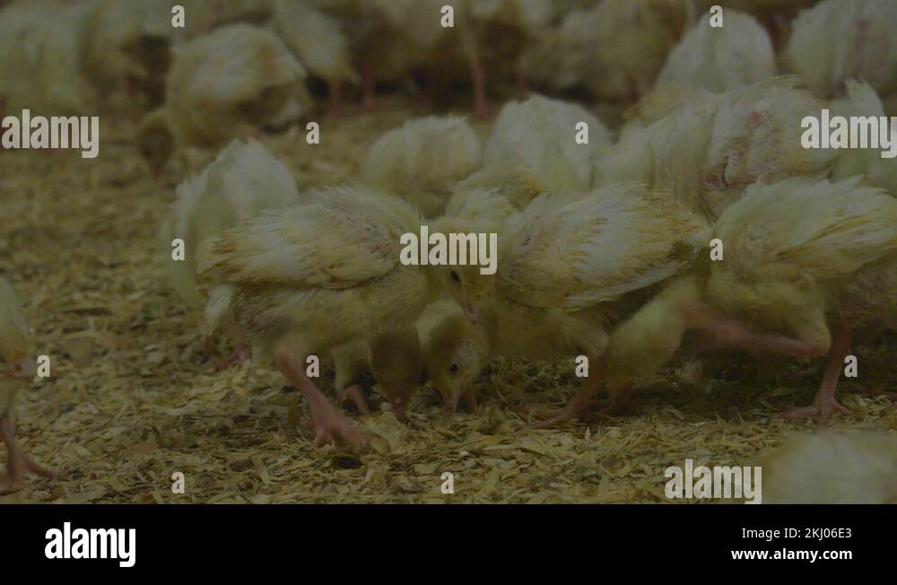 Turkey poults at indoor free range farm, preening and pecking Stock ...