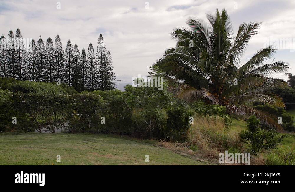 Pine trees coconut tree Stock Videos & Footage - HD and 4K Video Clips ...