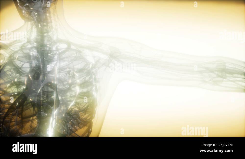 X-Ray Image Of Human Body Stock Video Footage - Alamy