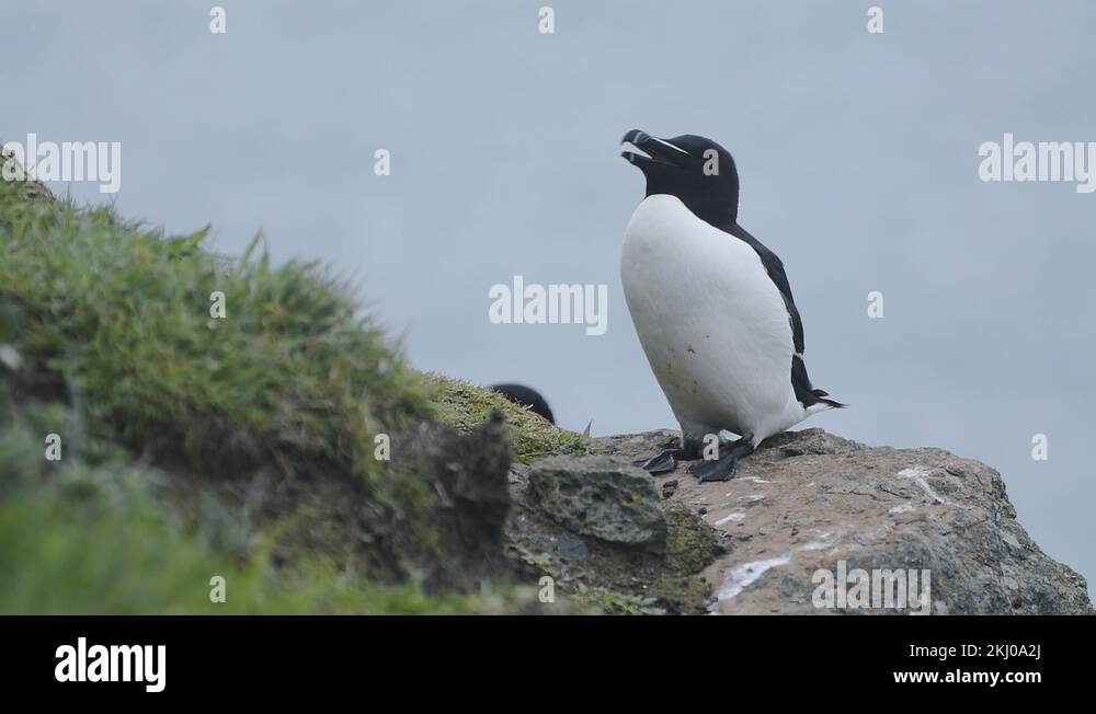 Species razorbill Stock Videos & Footage - HD and 4K Video Clips - Alamy