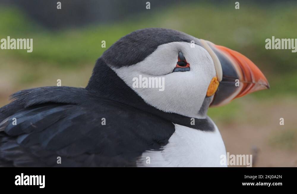 British animal puffin Stock Videos & Footage - HD and 4K Video Clips ...