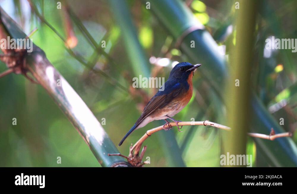 Chinese blue flycatcher Stock Videos & Footage - HD and 4K Video Clips ...