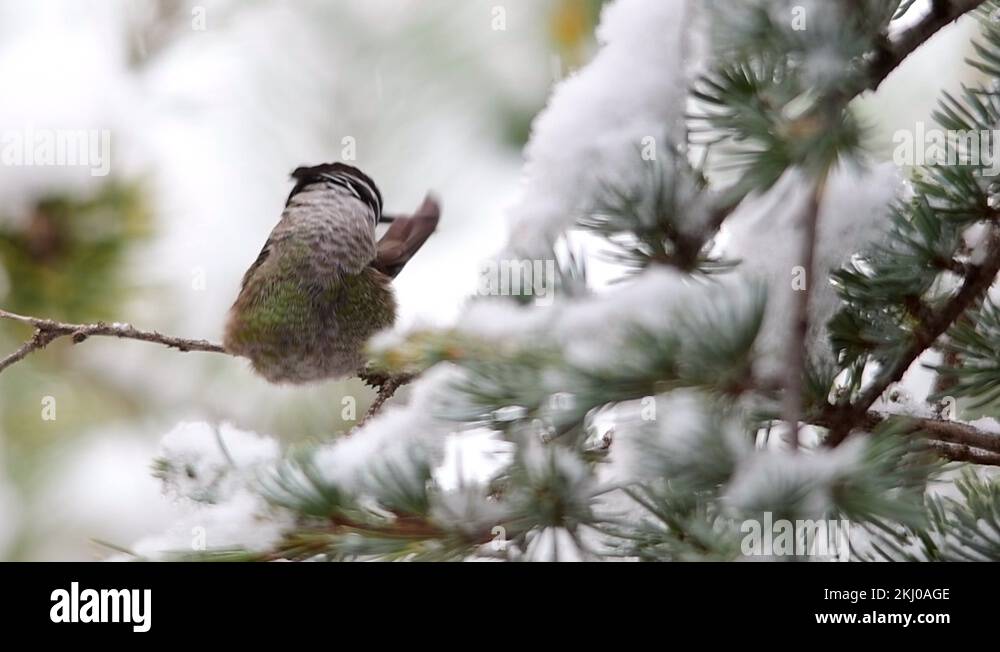 Snow wings Stock Videos & Footage - HD and 4K Video Clips - Alamy