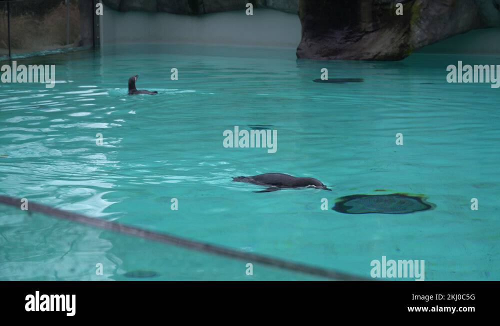 Stone aviary Stock Videos & Footage - HD and 4K Video Clips - Alamy