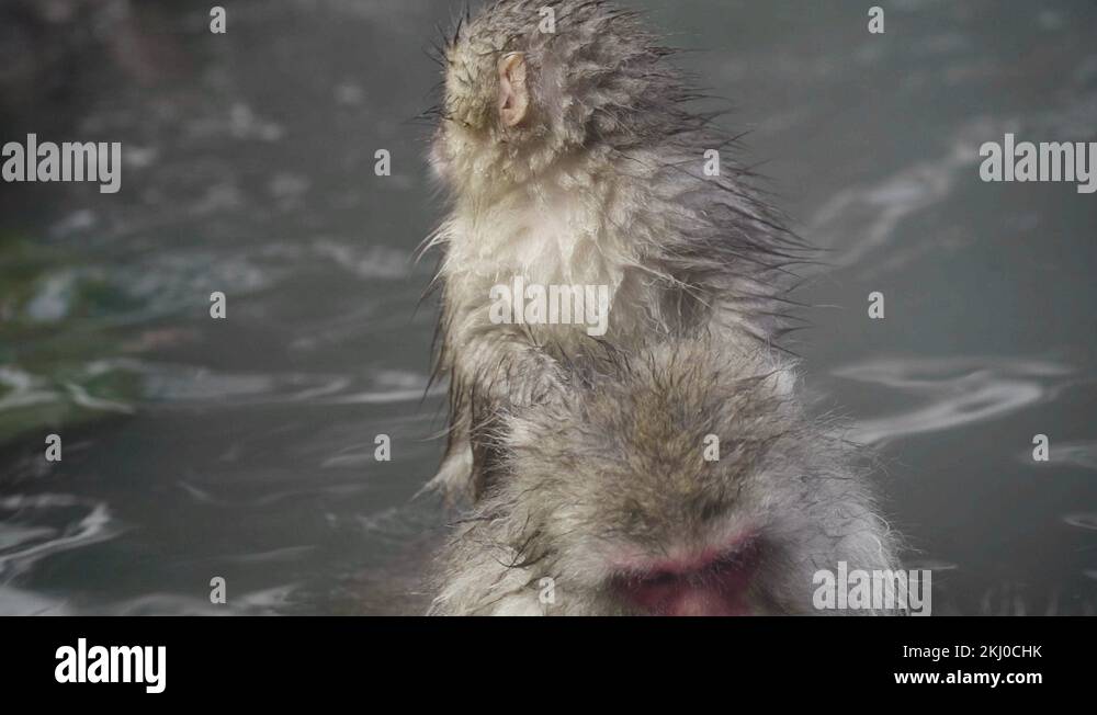 Monkey faces Stock Videos & Footage - HD and 4K Video Clips - Alamy