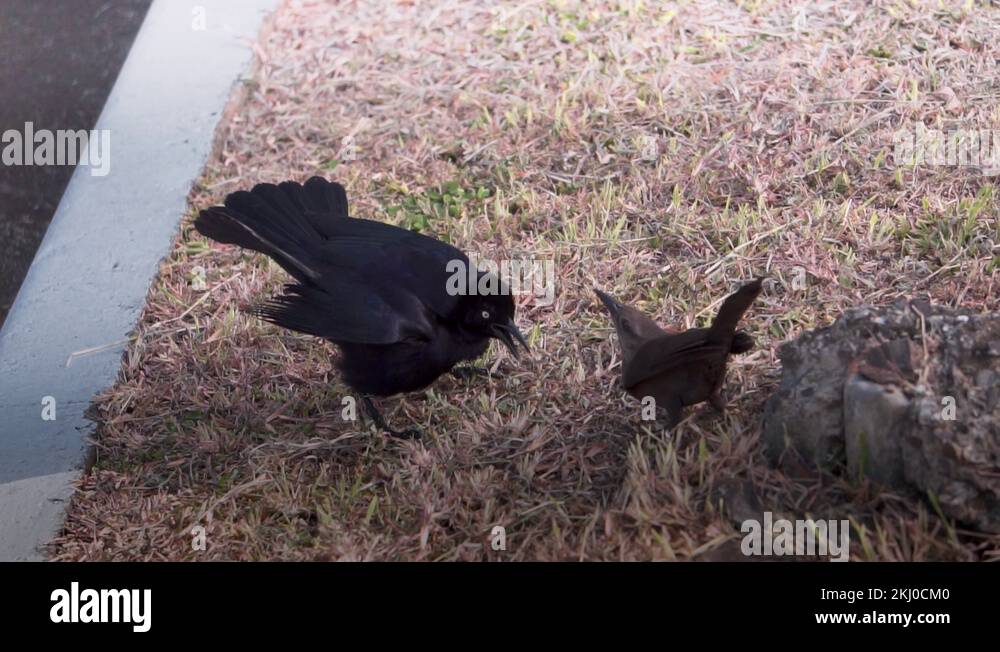 Mating dance bird Stock Videos & Footage - HD and 4K Video Clips - Alamy