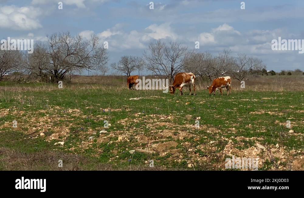 Texas farm cattle not feedlot Stock Videos & Footage - HD and 4K Video ...
