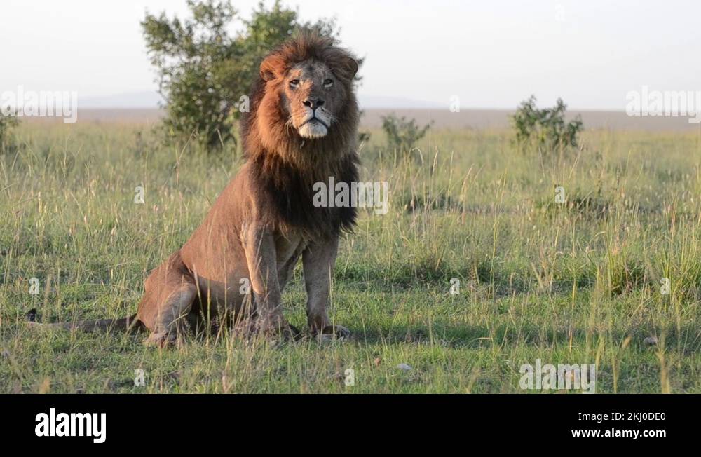 Lion call Stock Videos & Footage - HD and 4K Video Clips - Alamy