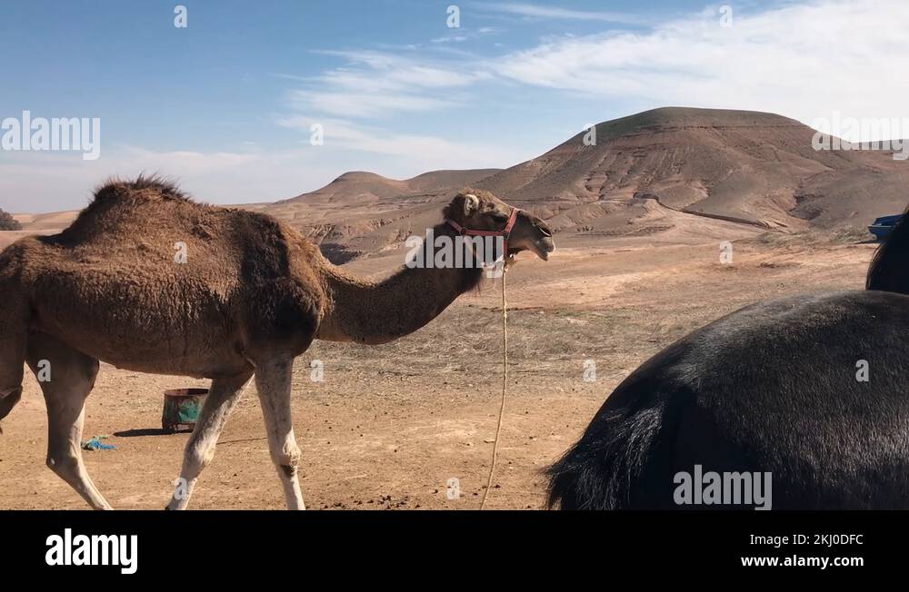 Traditional arabic camel Stock Videos & Footage - HD and 4K Video Clips ...