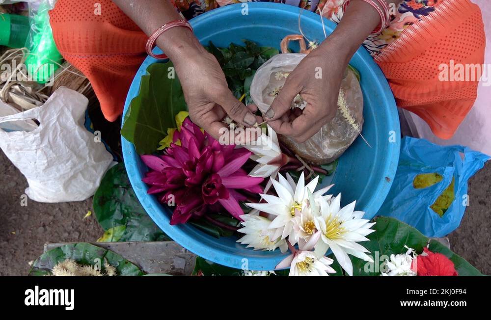 Chrysanthemum india Stock Videos & Footage - HD and 4K Video Clips - Alamy
