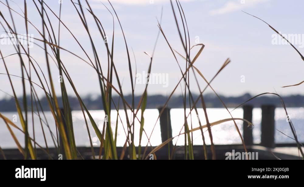 Weed dock Stock Videos & Footage - HD and 4K Video Clips - Alamy