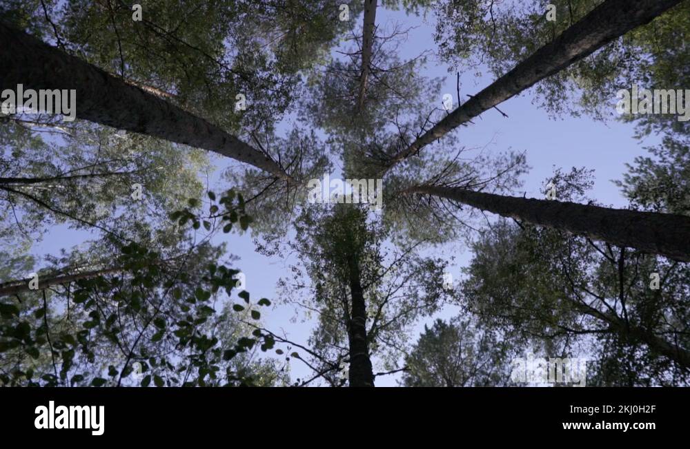 Rotating Pine Tree Nature Background Stock Video Footage - Alamy