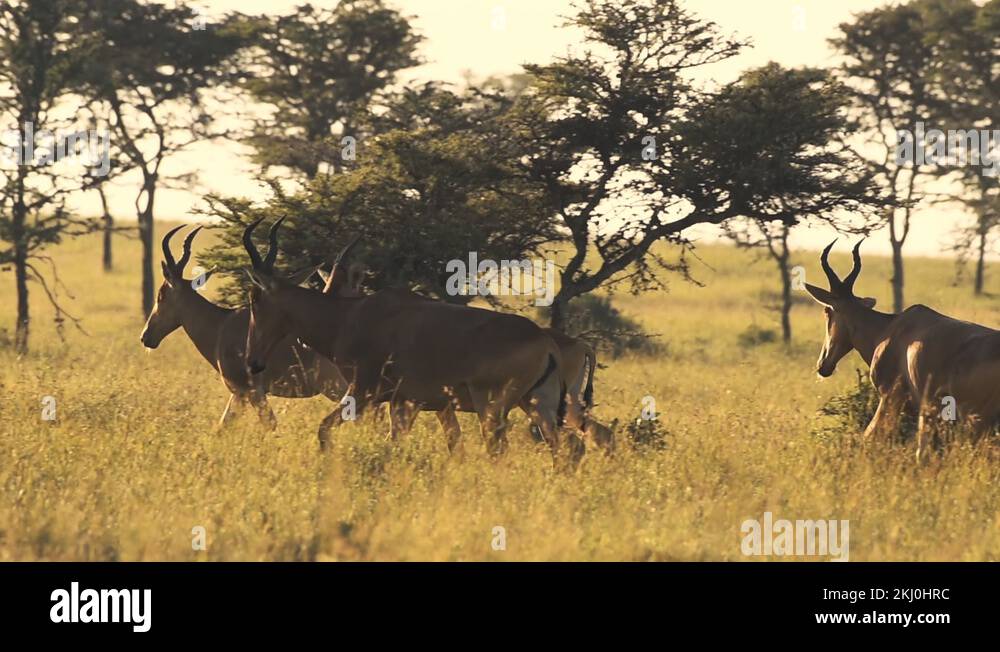 Kongoni Stock Videos & Footage - HD and 4K Video Clips - Alamy