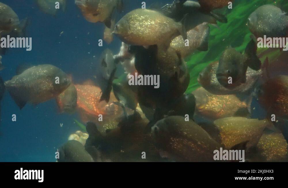 Red emperor fish Stock Videos & Footage - HD and 4K Video Clips - Alamy