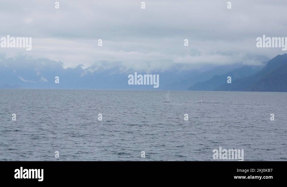 Orca pod Stock Videos & Footage - HD and 4K Video Clips - Alamy