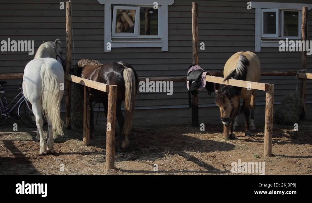Wooden horse neck Stock Videos & Footage - HD and 4K Video Clips - Alamy