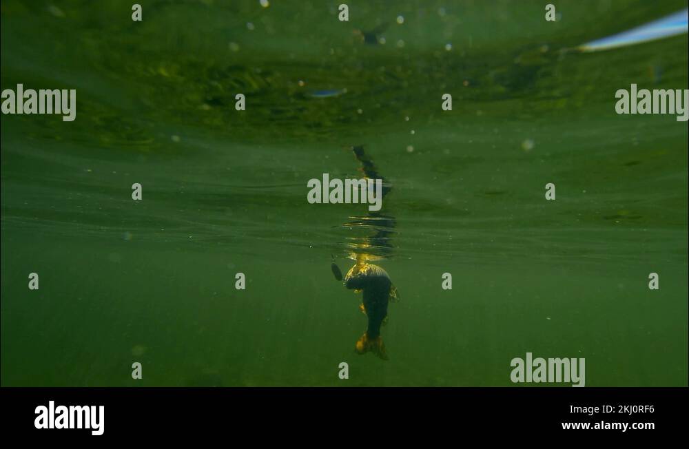 Fish hook ocean sea water landscape sun Stock Videos & Footage - HD and ...