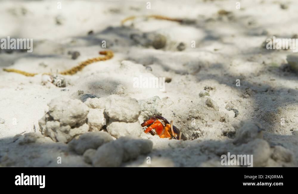 fiddler crab building a wall, Natural pool lagoon of Isle of Pines ...