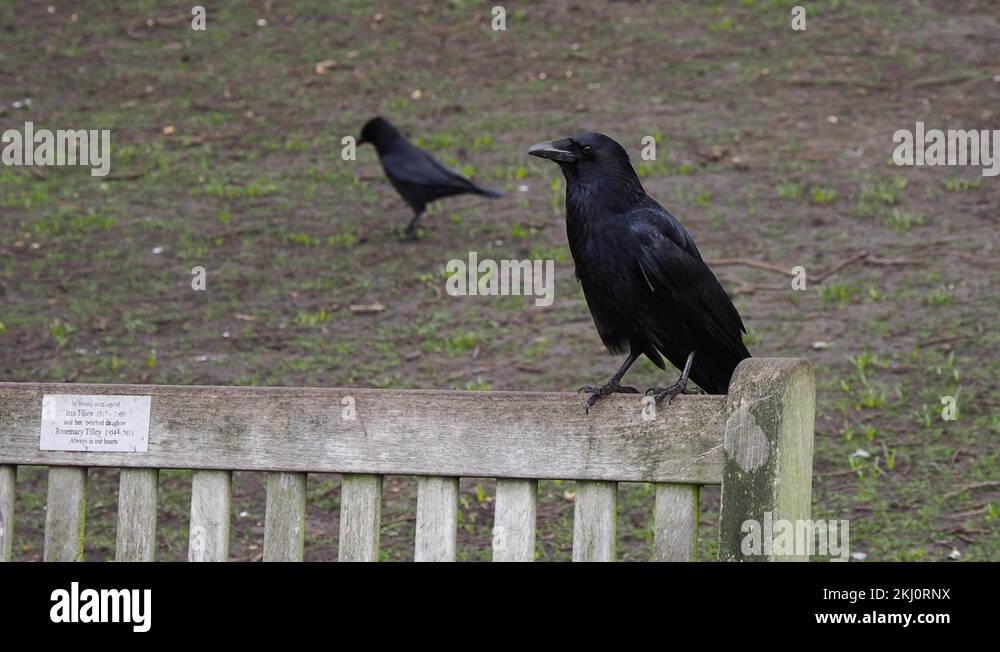The common crow Stock Videos & Footage - HD and 4K Video Clips - Alamy