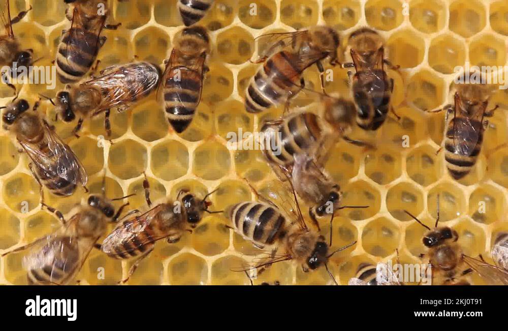 Excited bee with Varroa mite on its body Stock Video Footage - Alamy