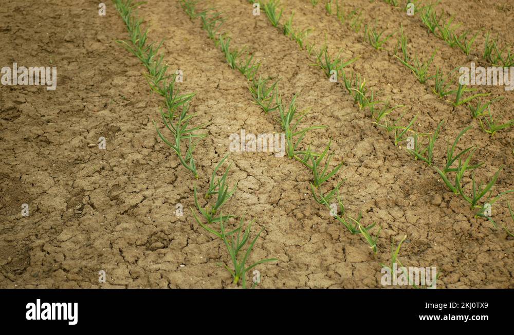Very drought dry field land leaves garlic Allium cepa drying up the ...