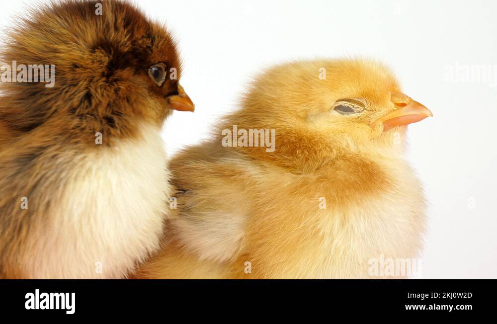 Sleepy baby chickens huddle together in a bright white studio setting ...