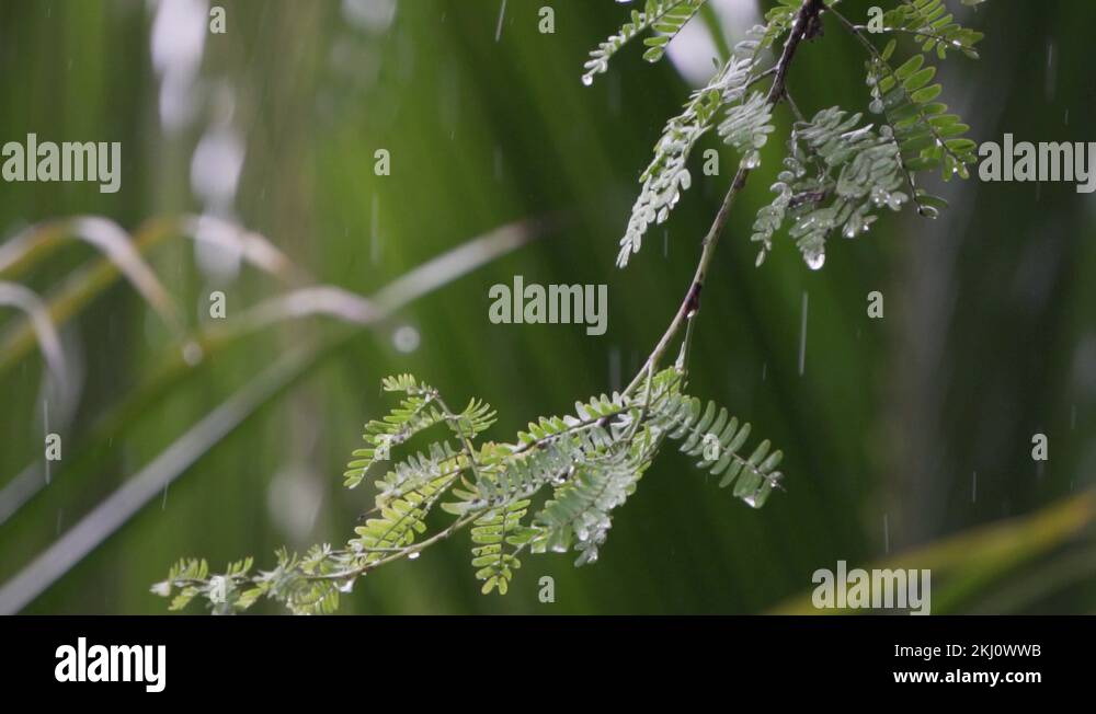 Drops of water in a leaf Stock Videos & Footage - HD and 4K Video Clips ...
