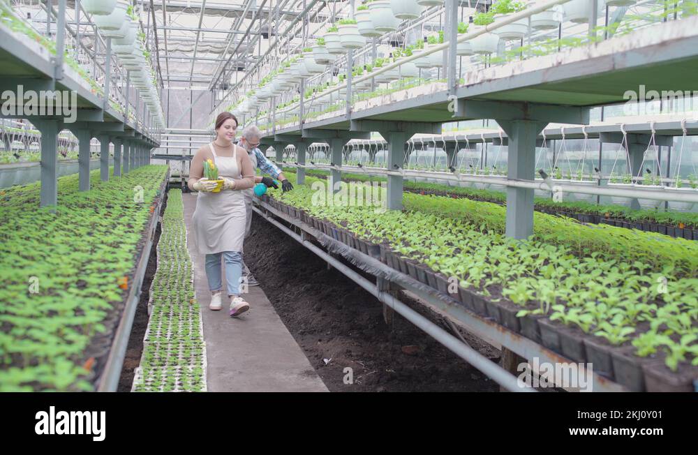 Breeding flowers Stock Videos & Footage - HD and 4K Video Clips - Alamy