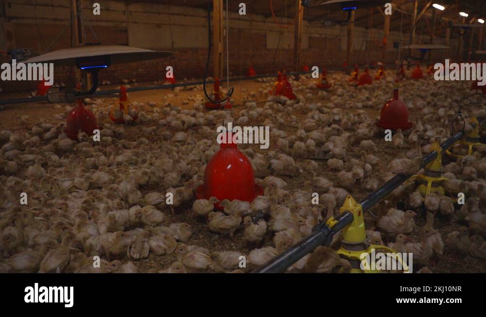 Young turkeys, inside barn farm, eating and drinking from automatic ...