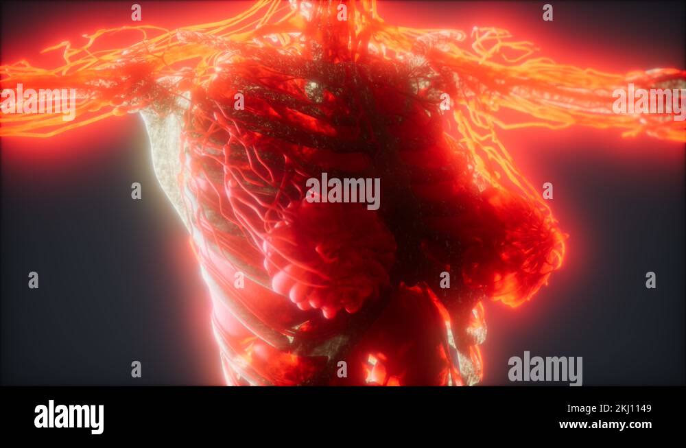 Colorful Human Body animation showing bones and organs Stock Video ...