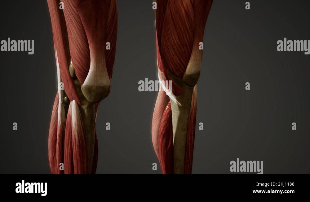 Muscular System of human body animation Stock Video Footage - Alamy