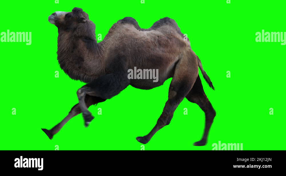 Camel Bactrian Run Galloping Black Green Screen Stock Video Footage - Alamy