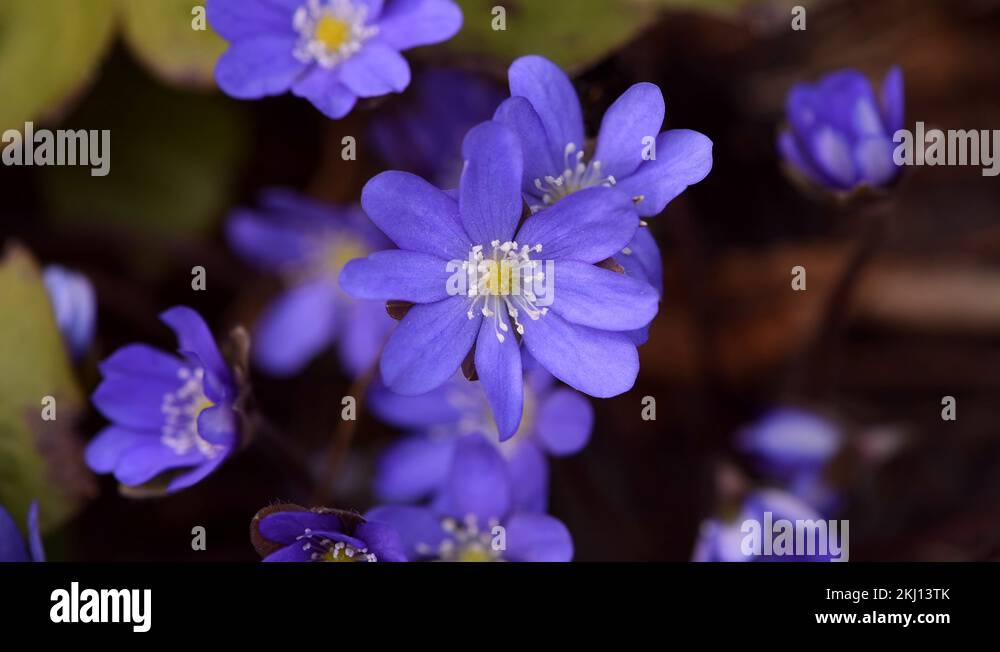 Hepatica nobilis common hepatica liverleaf common hepatica Stock Videos ...