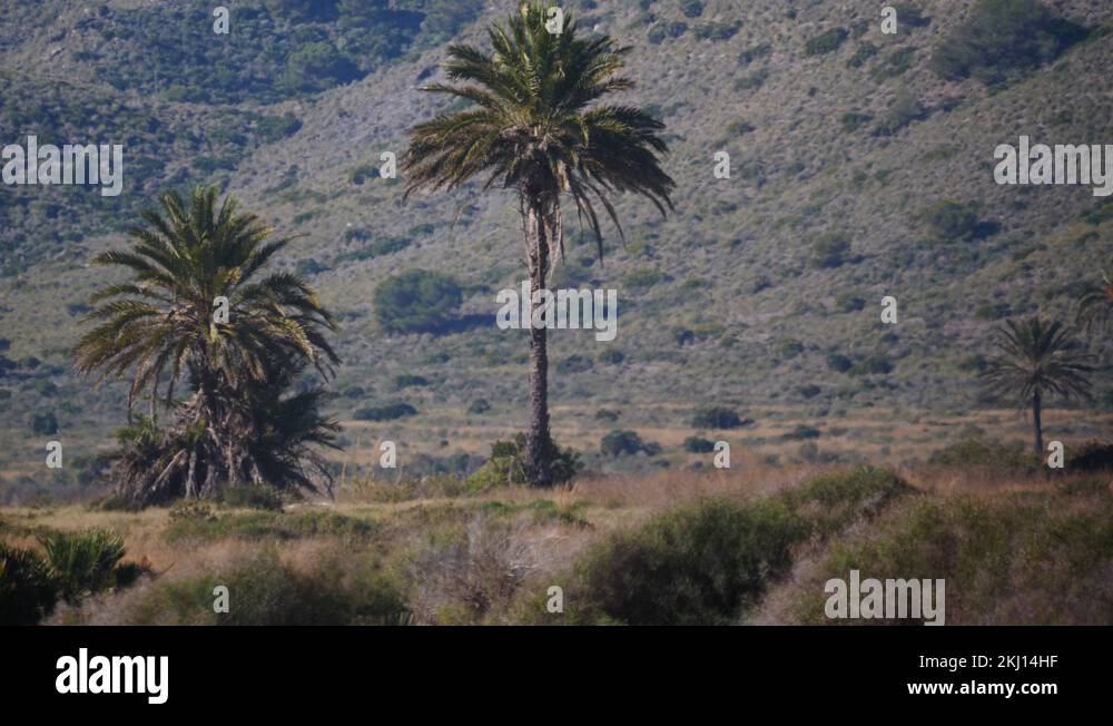 Palm tree in the mountains Stock Videos & Footage - HD and 4K Video ...