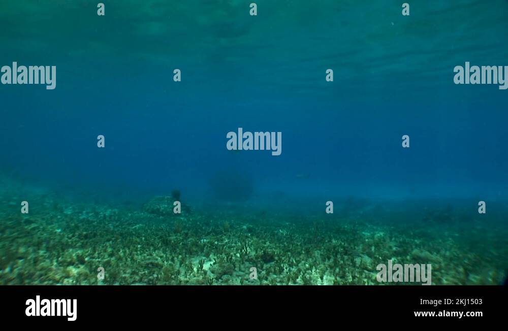 A scuba diver sits still on the ocean floor as a large tarpon fish ...