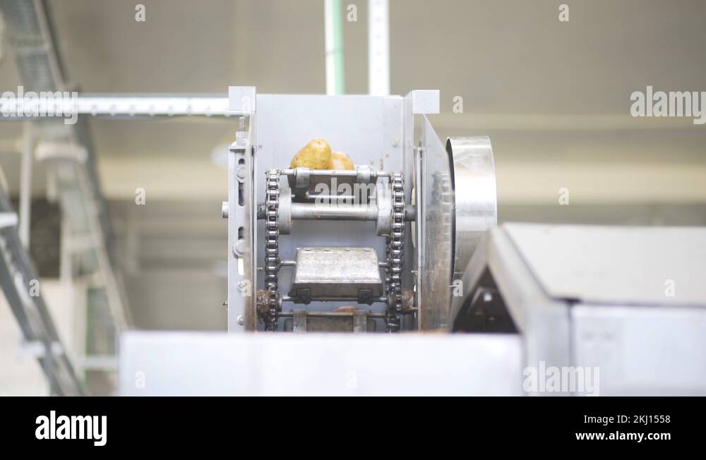 Conveyor lift dropping potatoes into machine at chips factory Stock ...