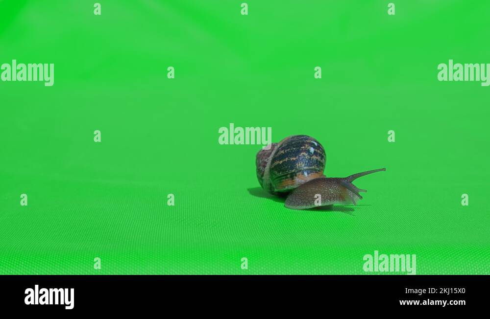 Real snail Stock Videos & Footage - HD and 4K Video Clips - Alamy