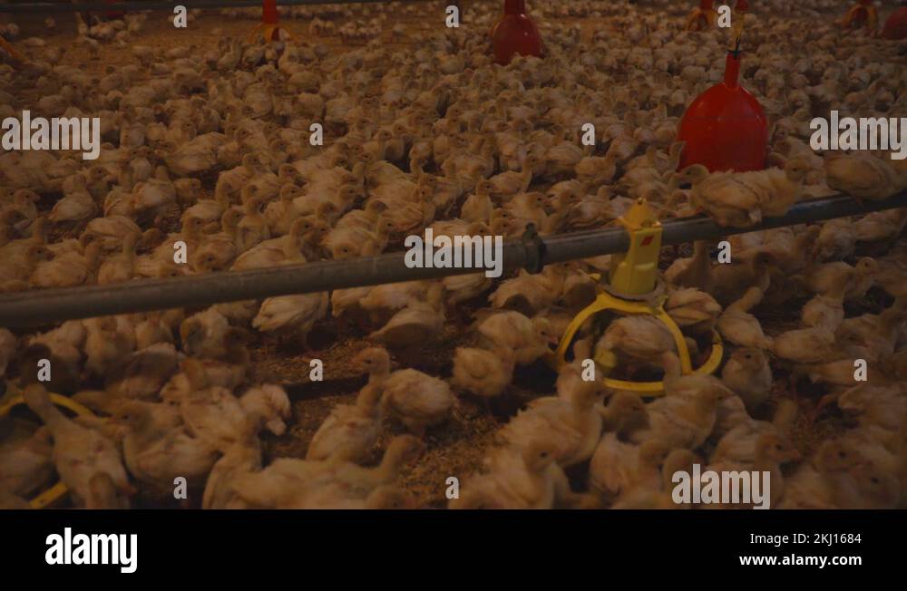 Panning across many young white turkeys inside barn on indoor poultry ...