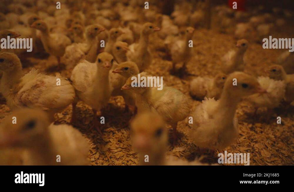 Close up of young white turkeys inside barn on indoor poultry farm in ...